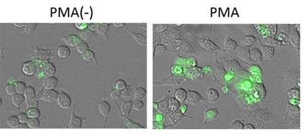 BioTracker Green H2O2 Live Cell Dye | SCT039